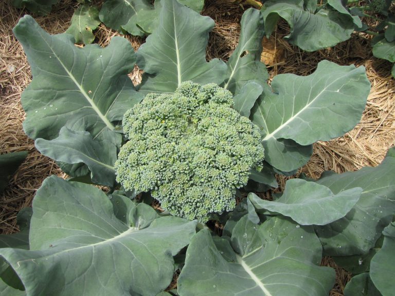 Broccoli | Seed Treasures