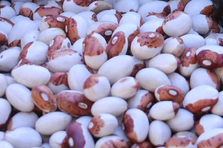 Beans | Seed Treasures