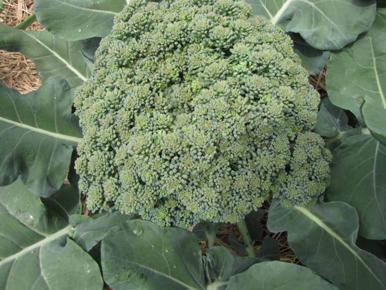 Broccoli | Seed Treasures