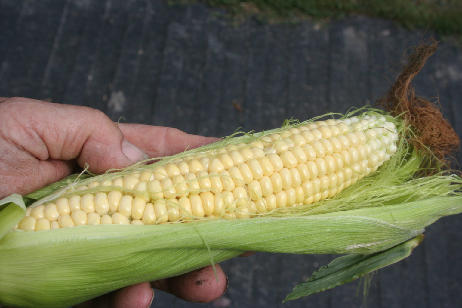 Corn | Seed Treasures