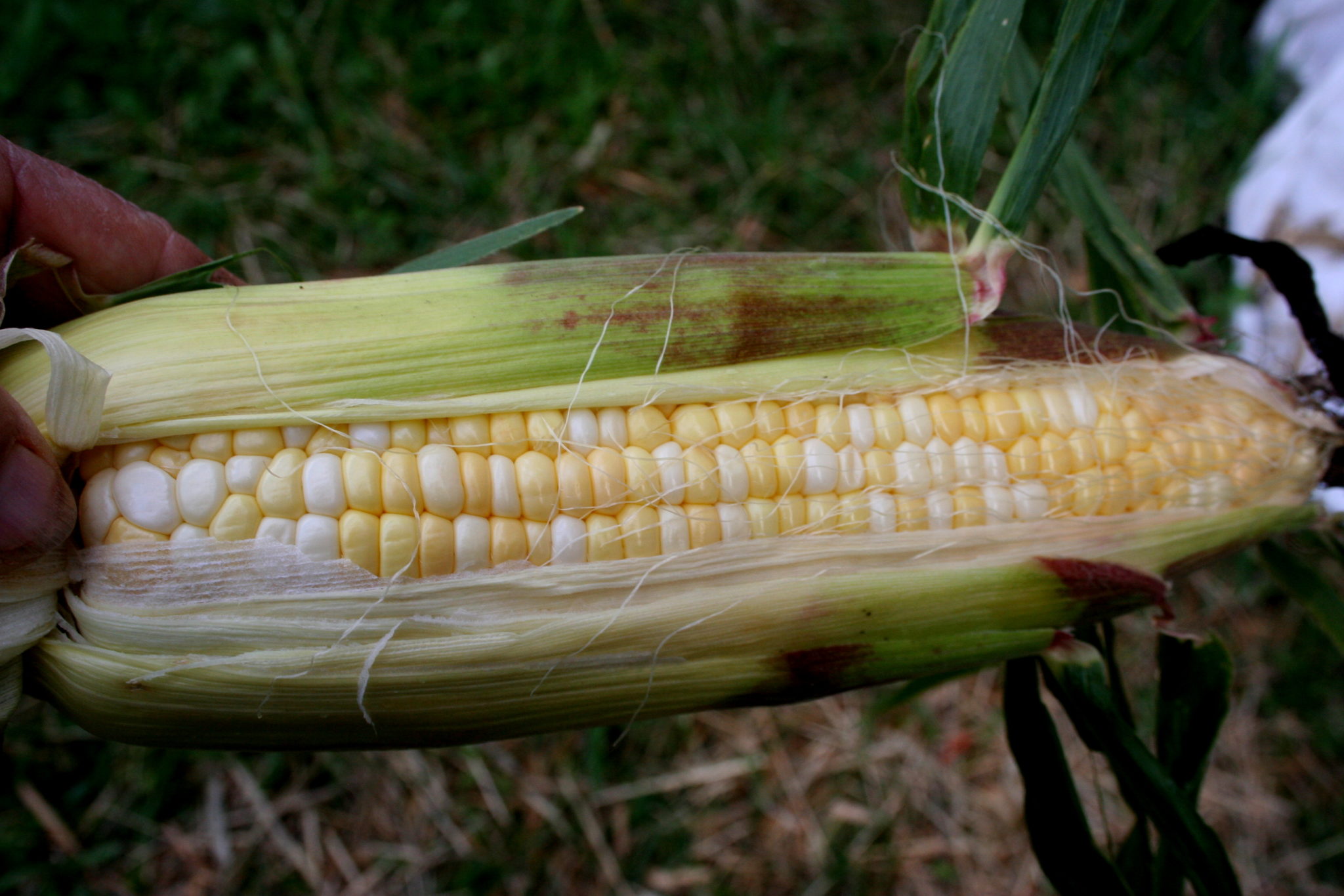 Corn | Seed Treasures