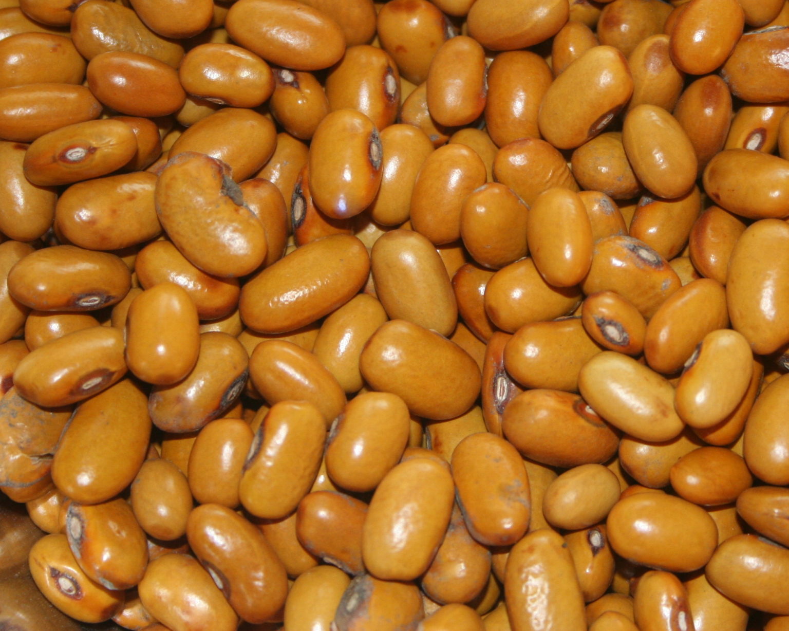 Beans | Seed Treasures