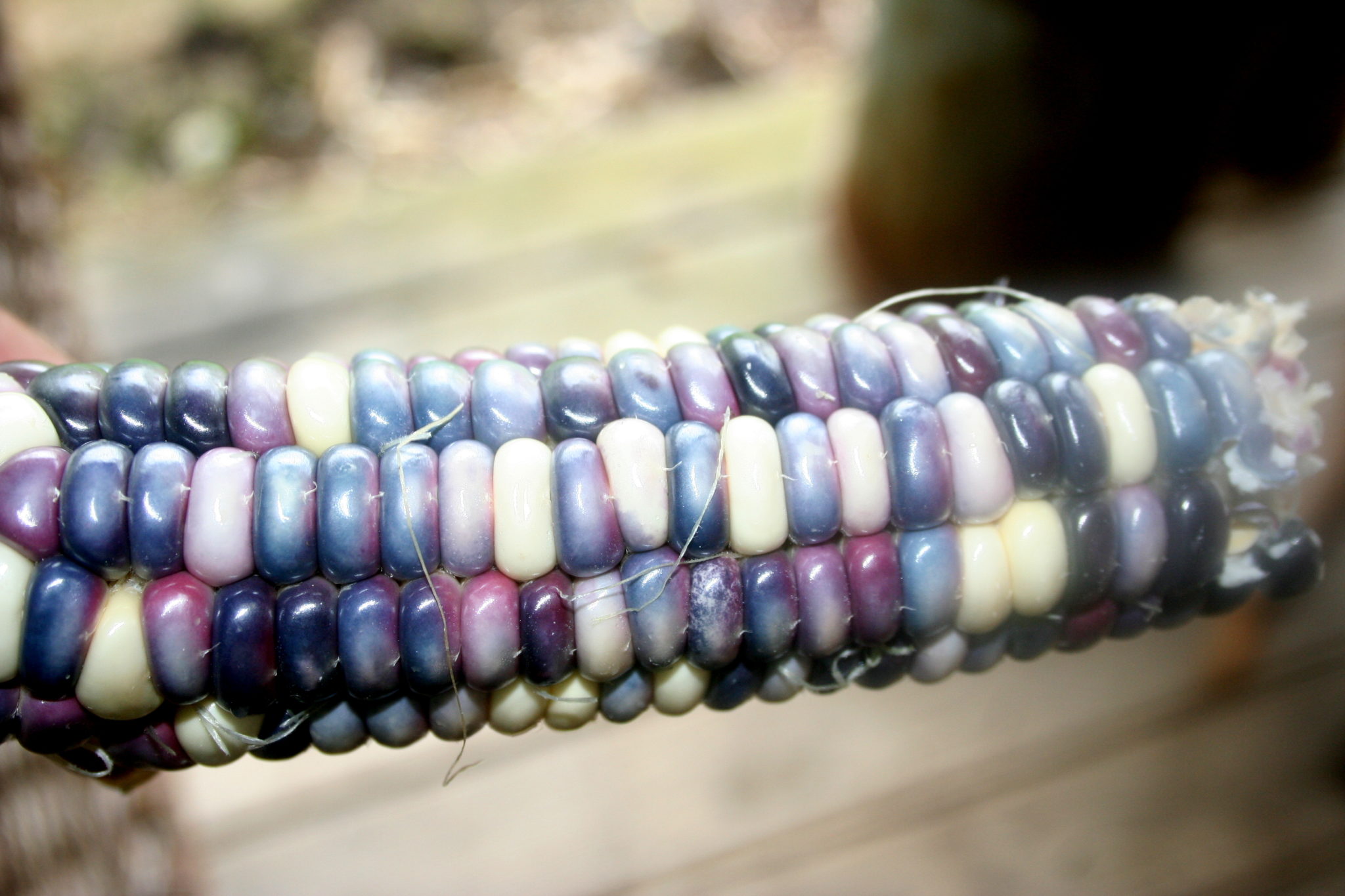 Corn | Seed Treasures