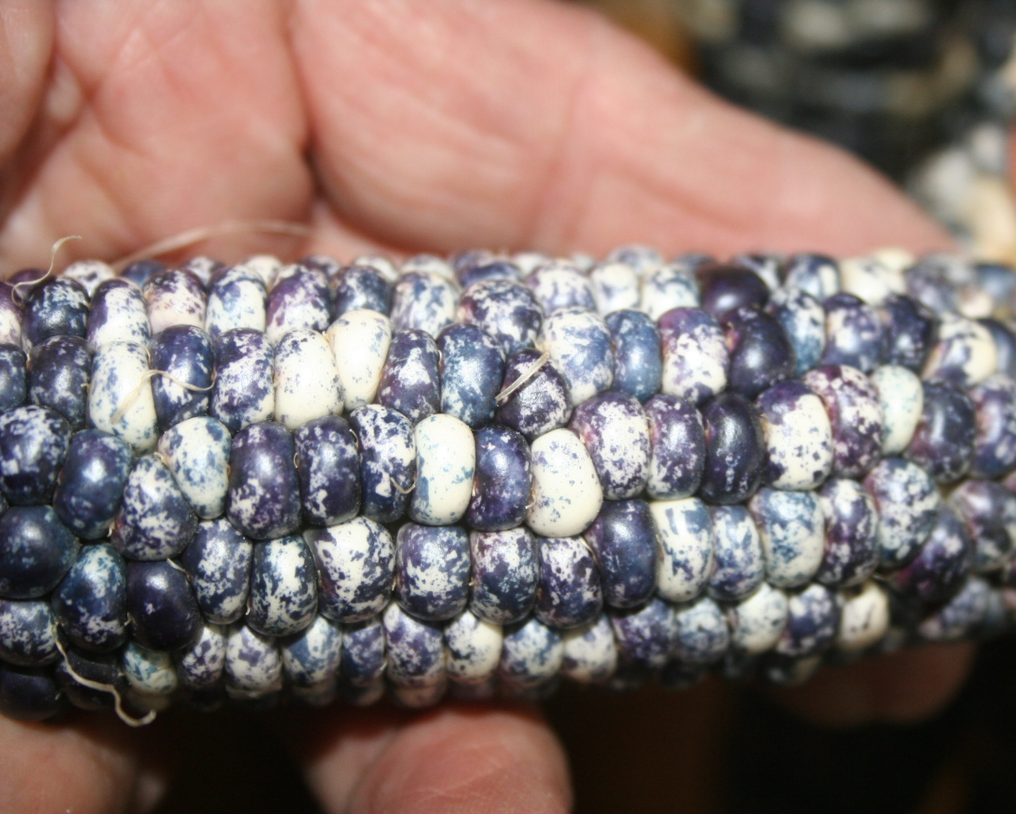 Corn | Seed Treasures