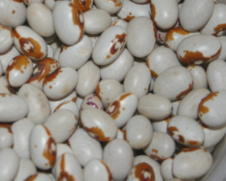 Beans | Seed Treasures