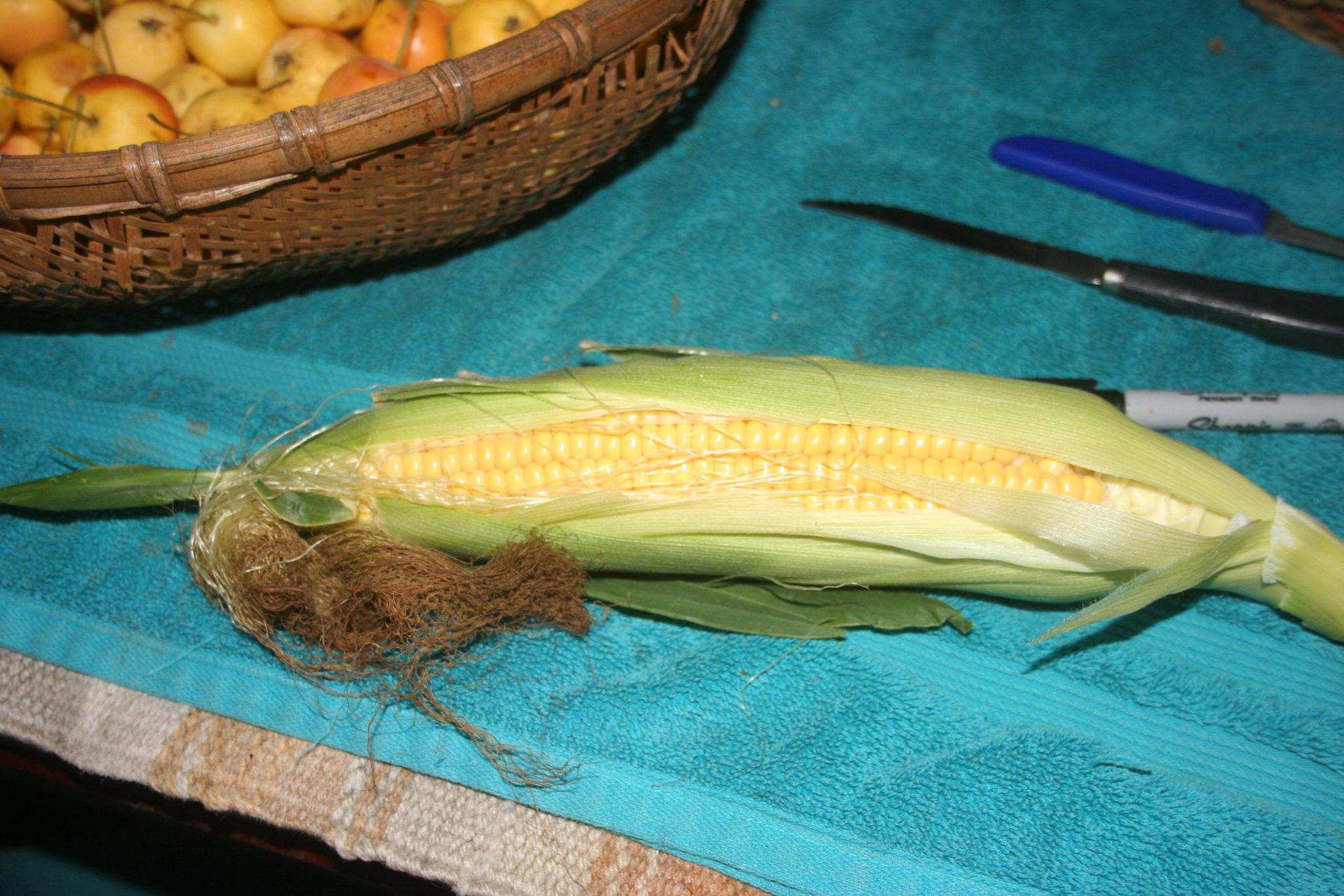 Corn | Seed Treasures