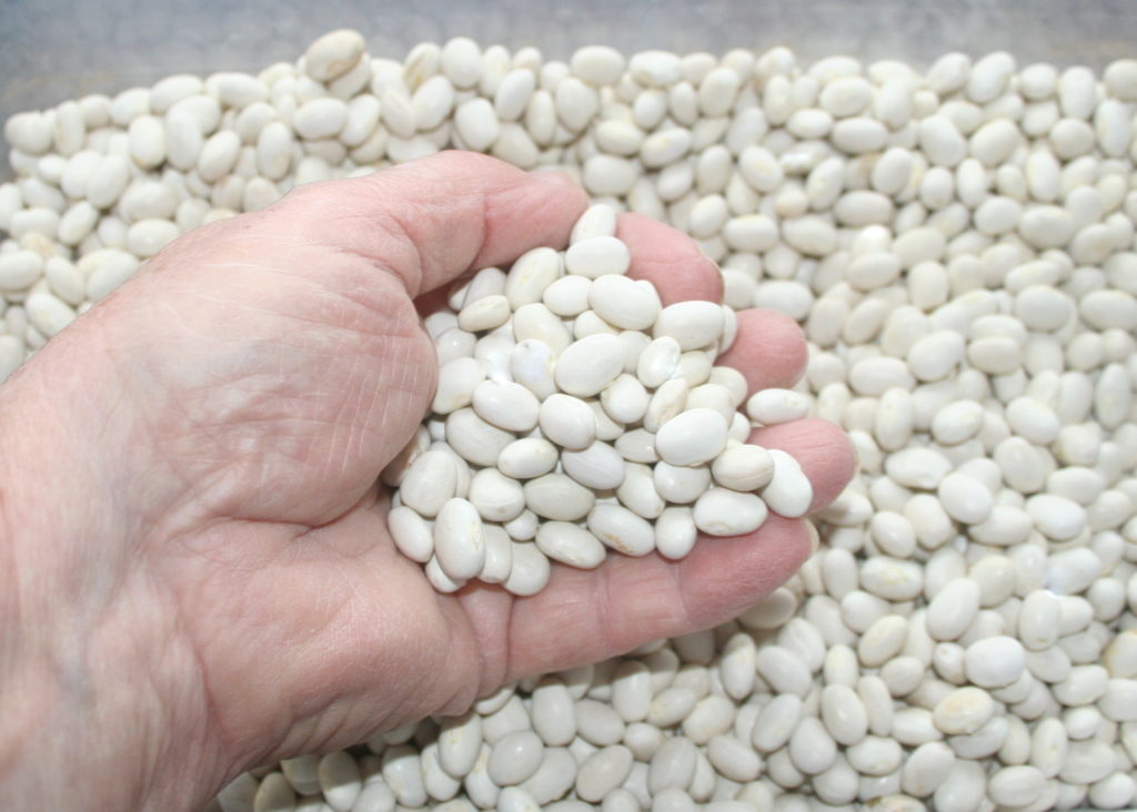 Beans | Seed Treasures