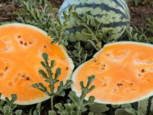 Watermelon | Seed Treasures