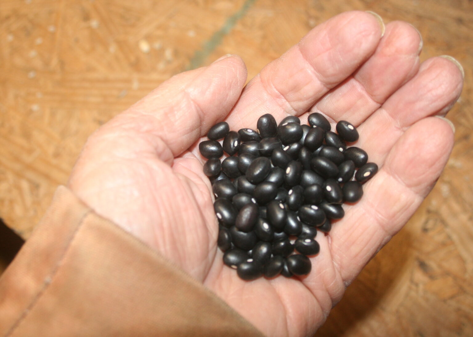 Beans | Seed Treasures