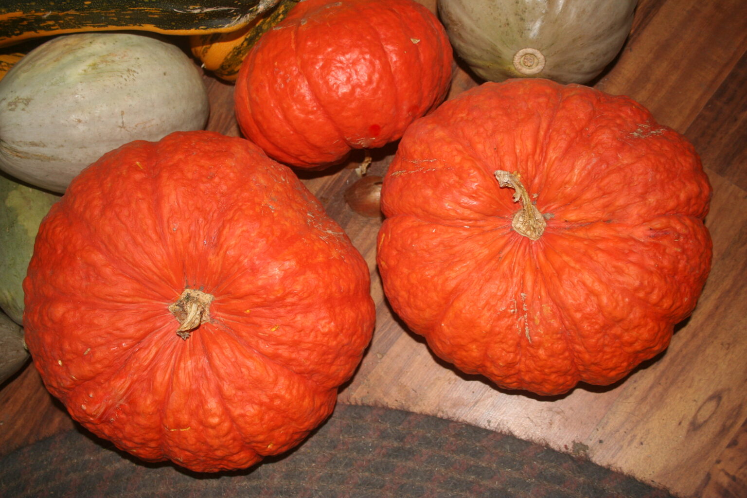 Squash | Seed Treasures