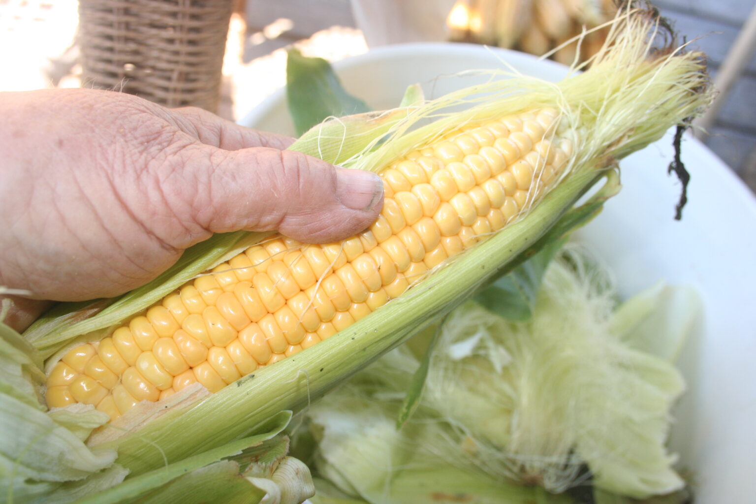 Corn | Seed Treasures